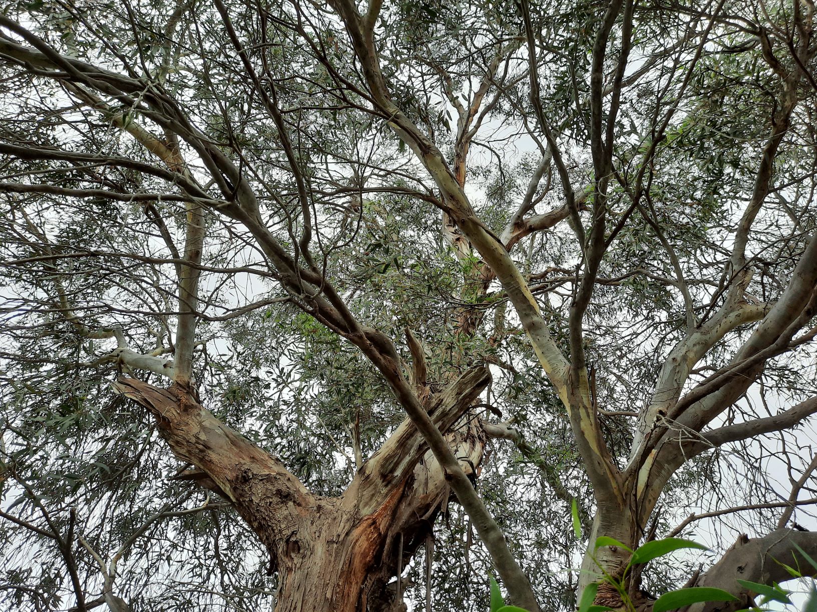 The Friends of Waite Arboretum