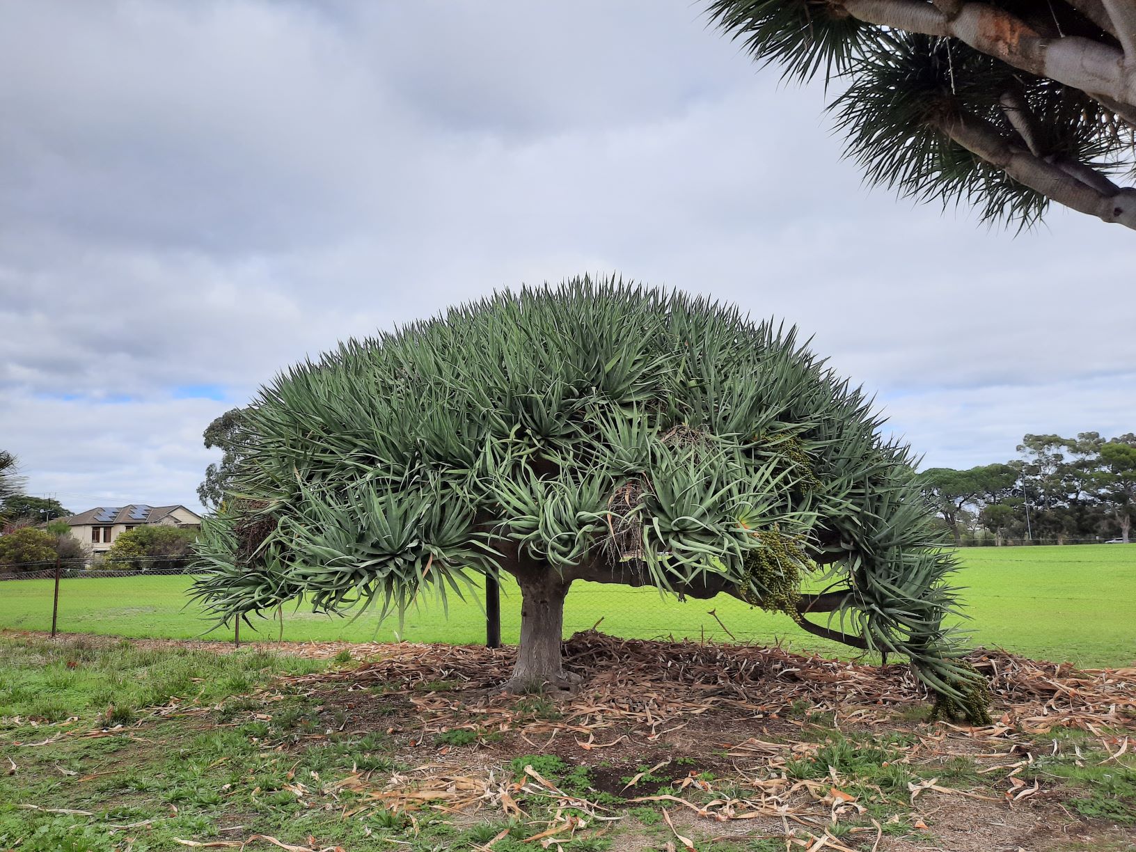The Friends of Waite Arboretum