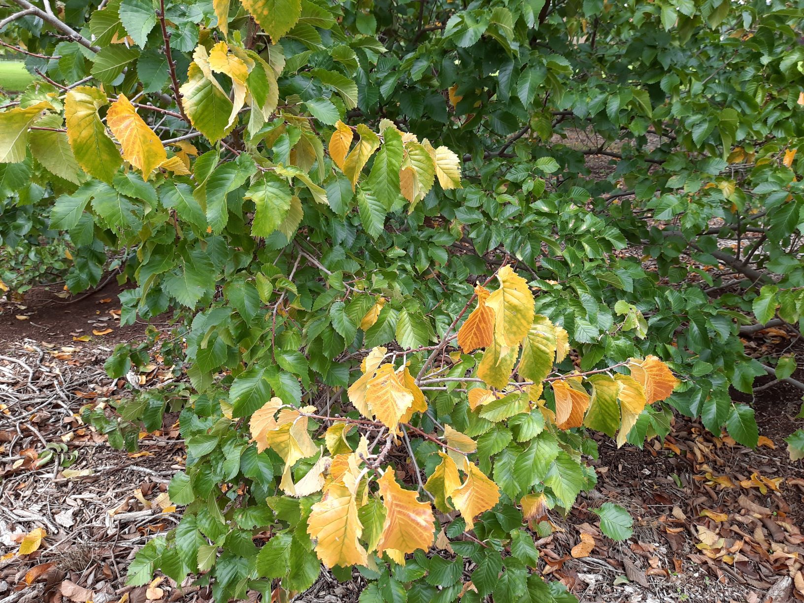 The Friends of Waite Arboretum